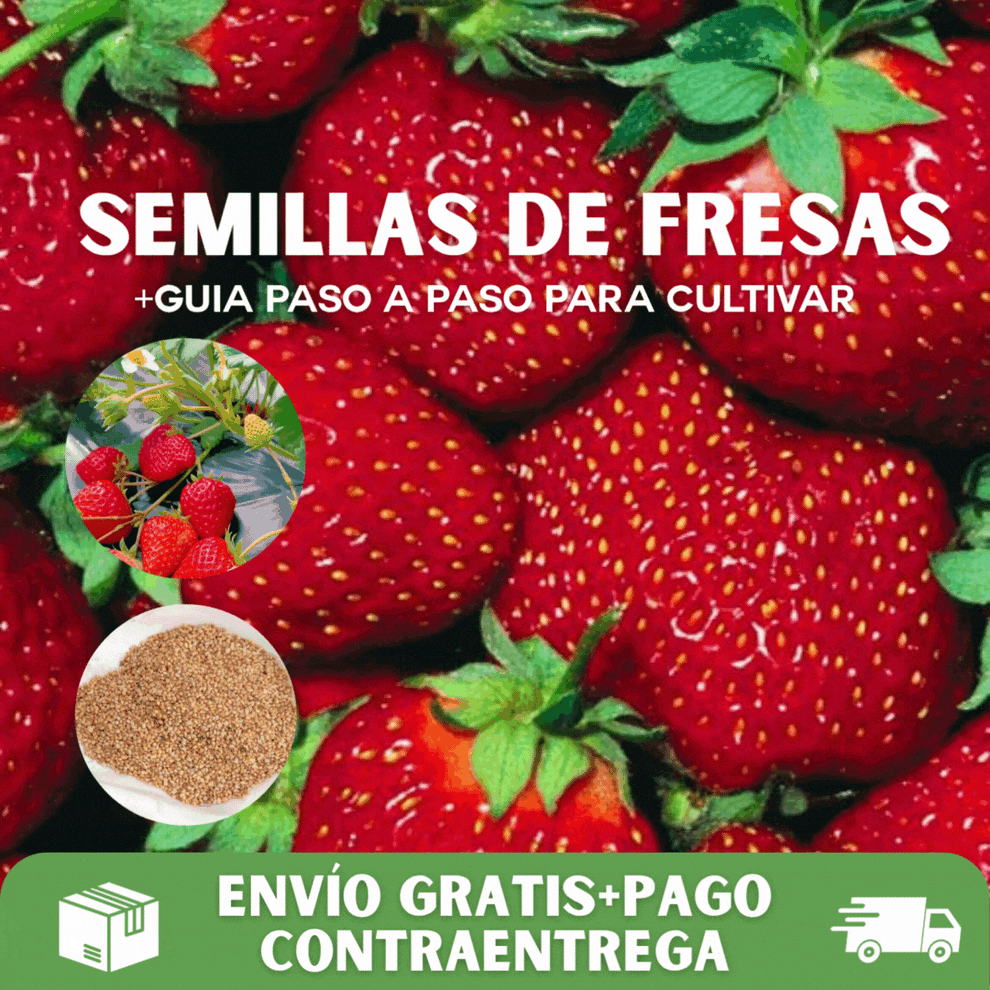 200 SEMILLAS DE FRESAS + GUIA PASO A PASO PARA CULTIVAR – RELAMPAGO STORE